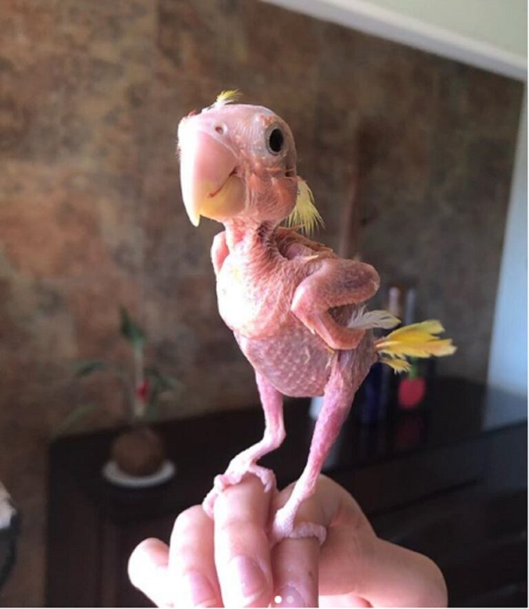 +30 Curiosidades sobre las Aves sin plumas (Datos que ni te imaginas)