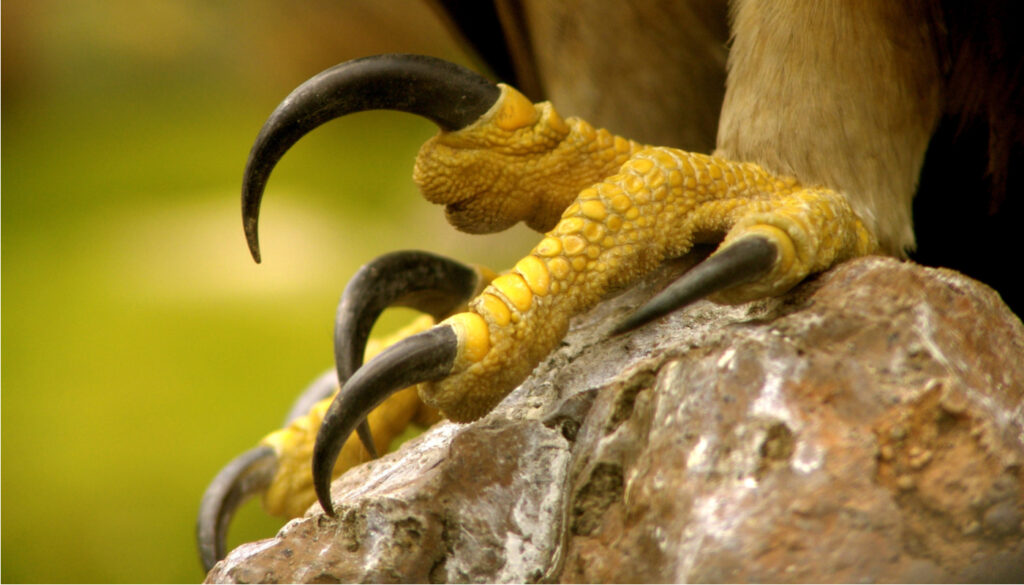 +45 Curiosidades de los animales con escamas ¡Lo que no sabías!