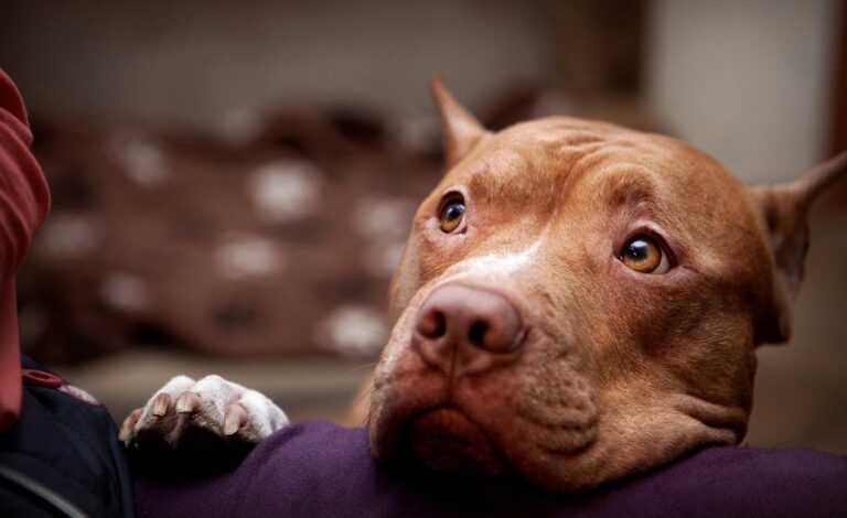 +40 Curiosidades sobres los Pitbull - ¡Descubre su VERDADERA historia!