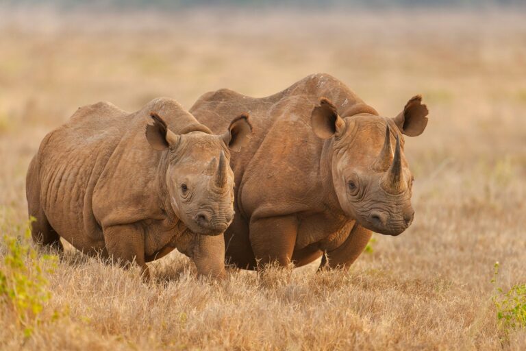 +30 Curiosidades sobre animales de África: Un habitat hostil
