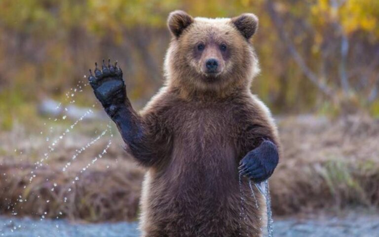 +45 Curiosidades del Oso grizzly (DATOS INTERESANTES)