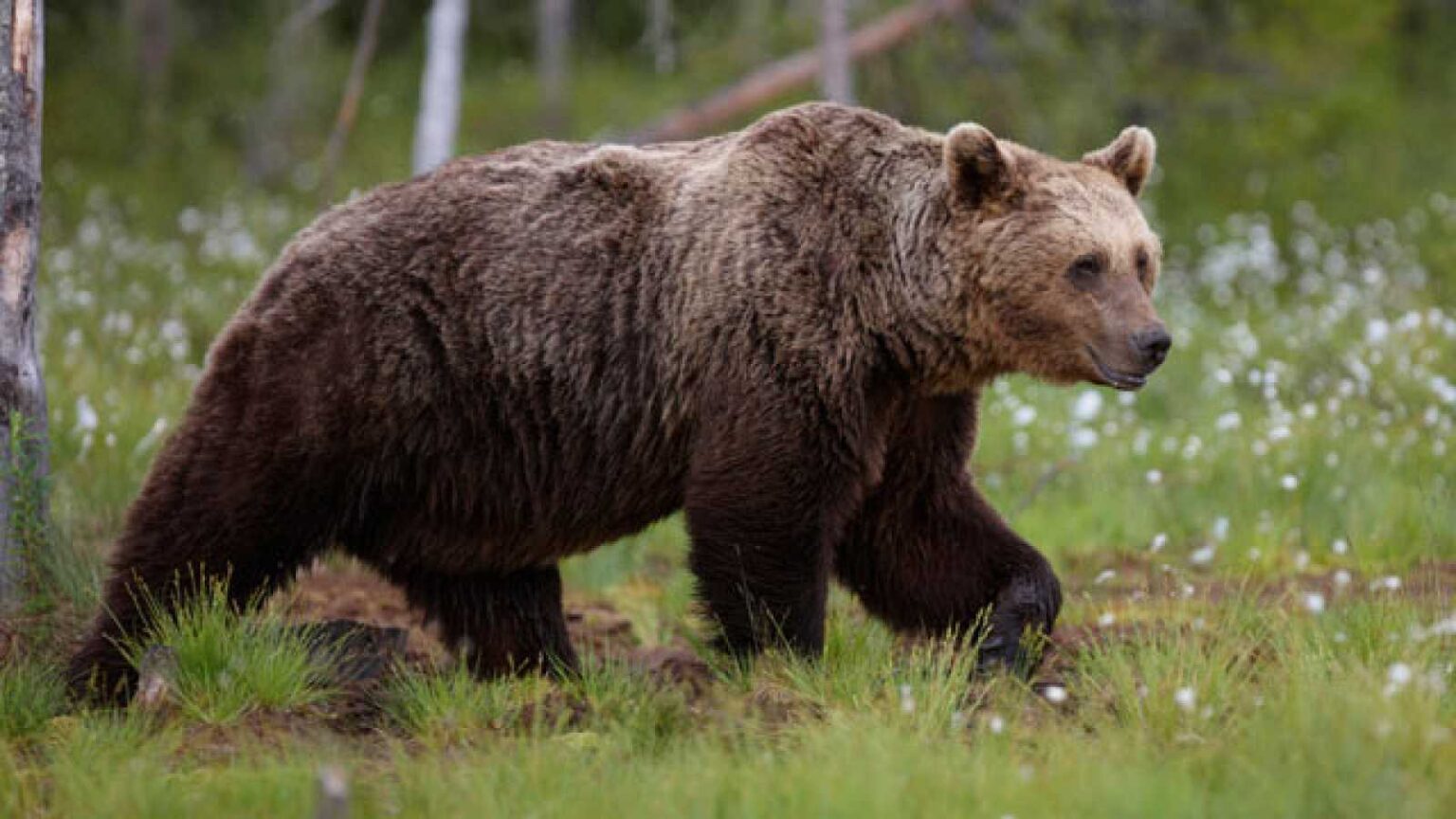 +48 Curiosidades del oso pardo ¡Un animal de gran olfato!