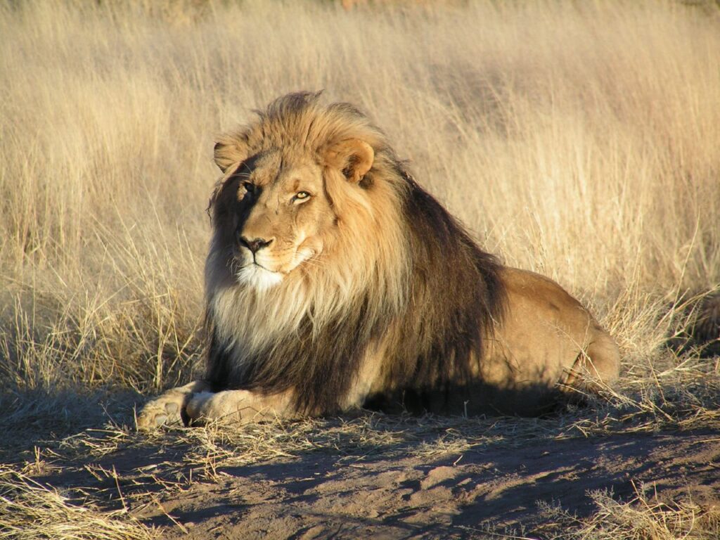+50 Curiosidades de los animales carnívoros ¡DATOS UNICOS! - Hoy ...