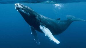 +62 Curiosidades de la ballena azul: El animal más grande del mundo ...