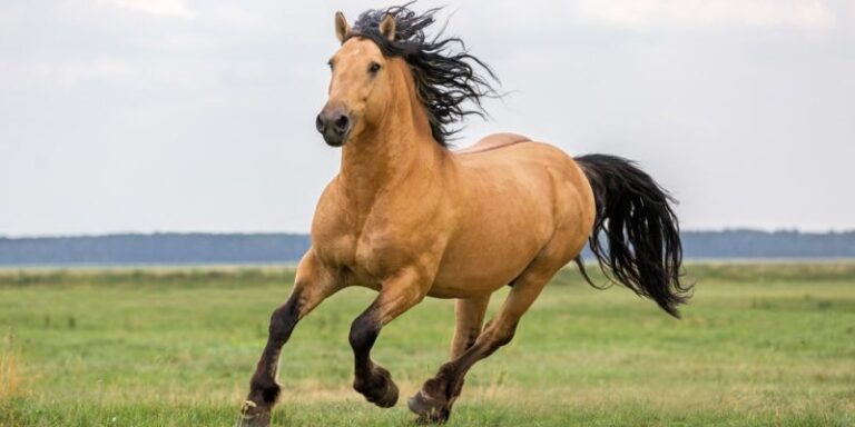 +45 Curiosidades de los caballos: Todo sobre este cuadrupedo