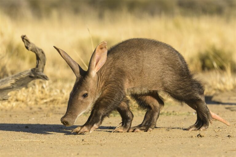 +60 Curiosidades del cerdo hormiguero: un mamífero combinado - Hoy ...