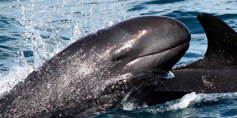 +54 Curiosidades de la Falsa orca (Orca negra) Un cetáceo interesante - Hoy Curiosidades