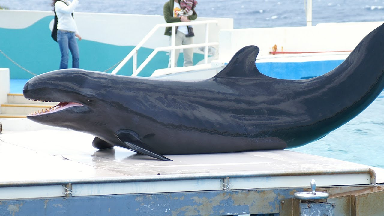 +54 Curiosidades de la Falsa orca (Orca negra) Un cetáceo interesante - Hoy Curiosidades