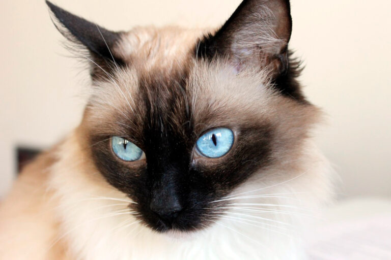 +53 Curiosidades del gato snowshoe ¡Datos interesantes!