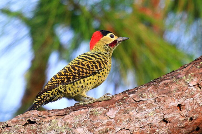 +60 Curiosidades del Pájaro carpintero ¡Datos INTERESANTES! - Hoy ...