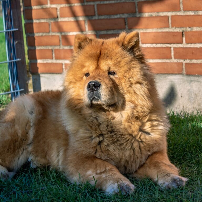 Curiosidades del Chow chow: El único perro con la lengua morada - Hoy ...