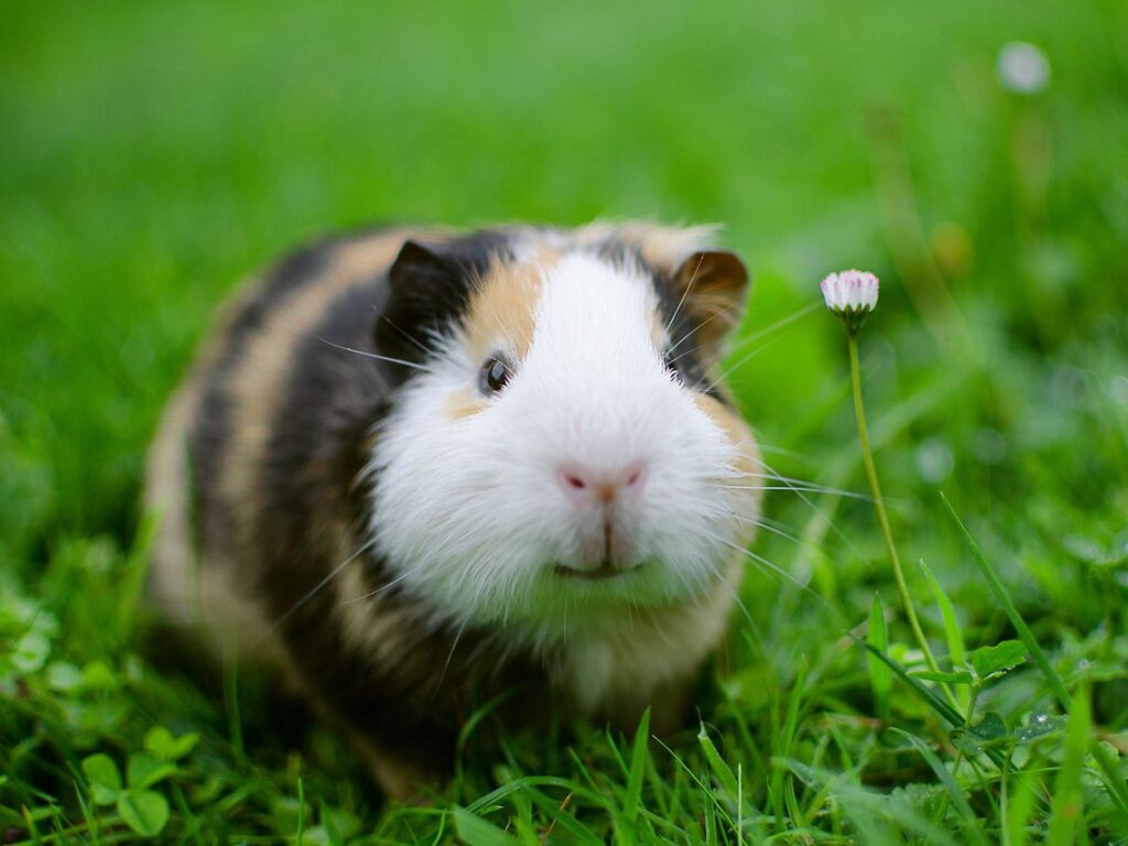 +51 Curiosidades del cobaya ¡Un roedor adorable!