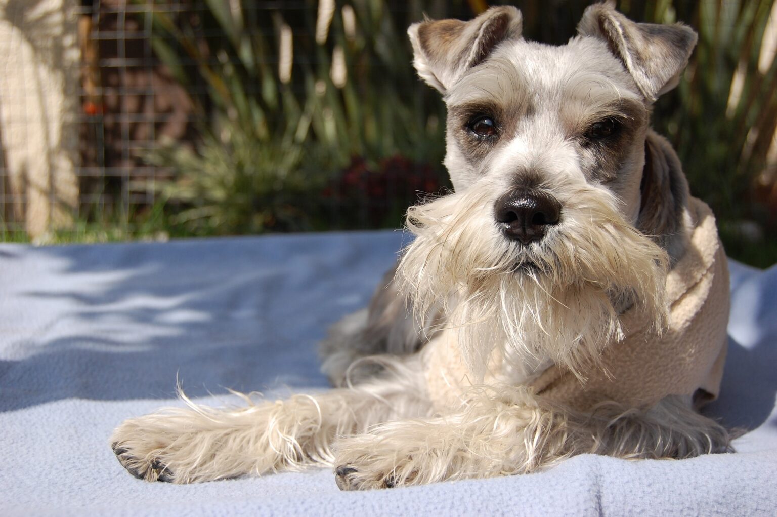 +60 Curiosidades del Schnauzer (Perro de origen Alemán) - Hoy Curiosidades