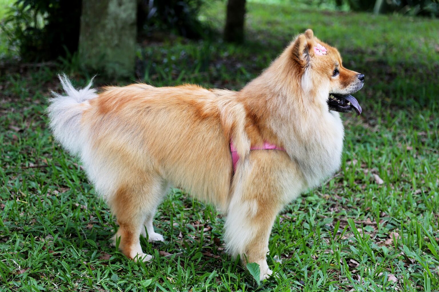 Curiosidades del Chow chow: El único perro con la lengua morada - Hoy ...