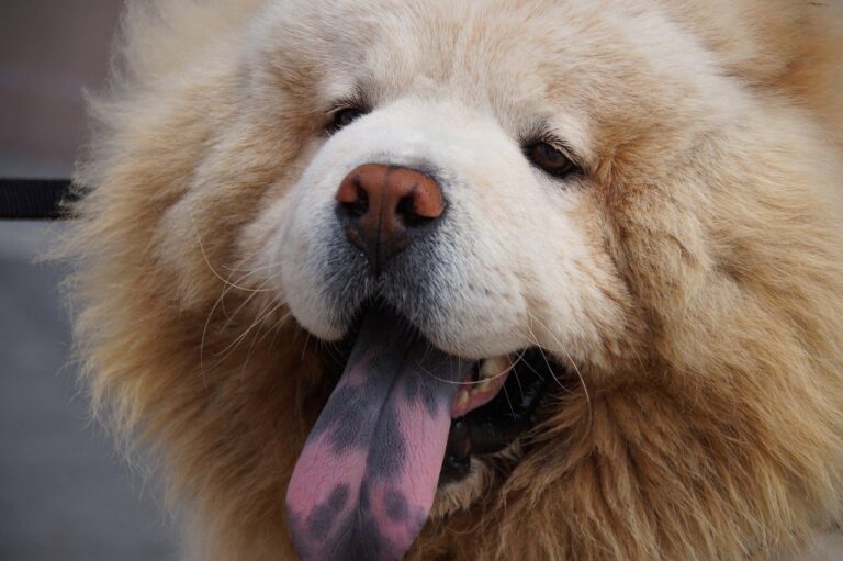 Curiosidades del Chow chow: El único perro con la lengua morada - Hoy ...