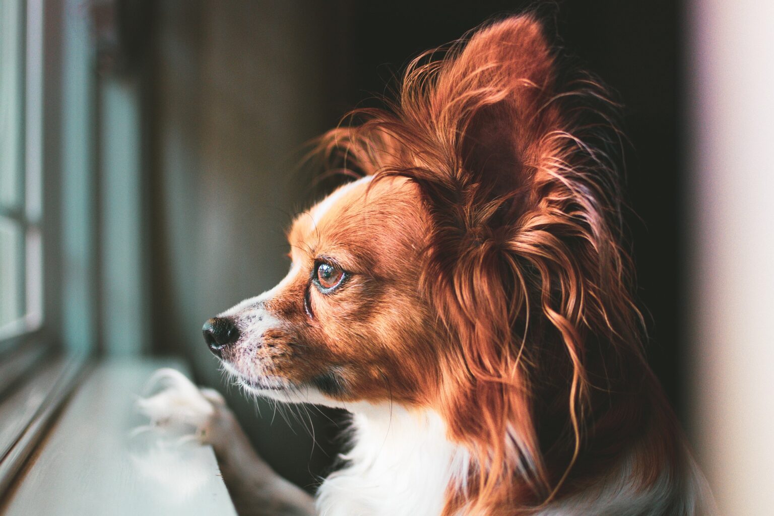 +58 Curiosidades de El papillón perro con orejas de mariposa
