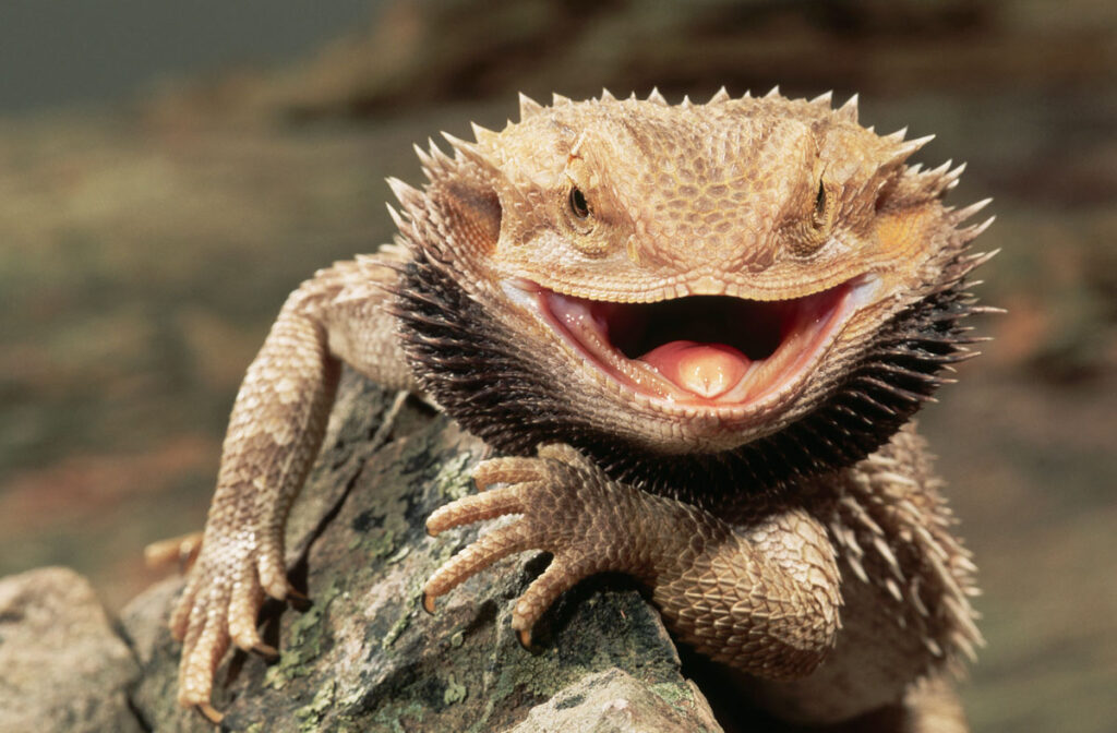 +60 Curiosidades del Dragón barbudo: Una mascota exotica - Hoy Curiosidades