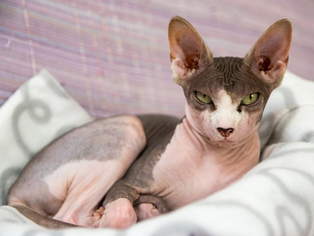 +42 Curiosidades del gato esfinge: un felino sin pelo