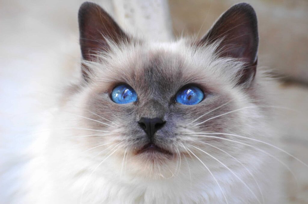 +50 Curiosidades del gato birmano ¡Un gato legendario!