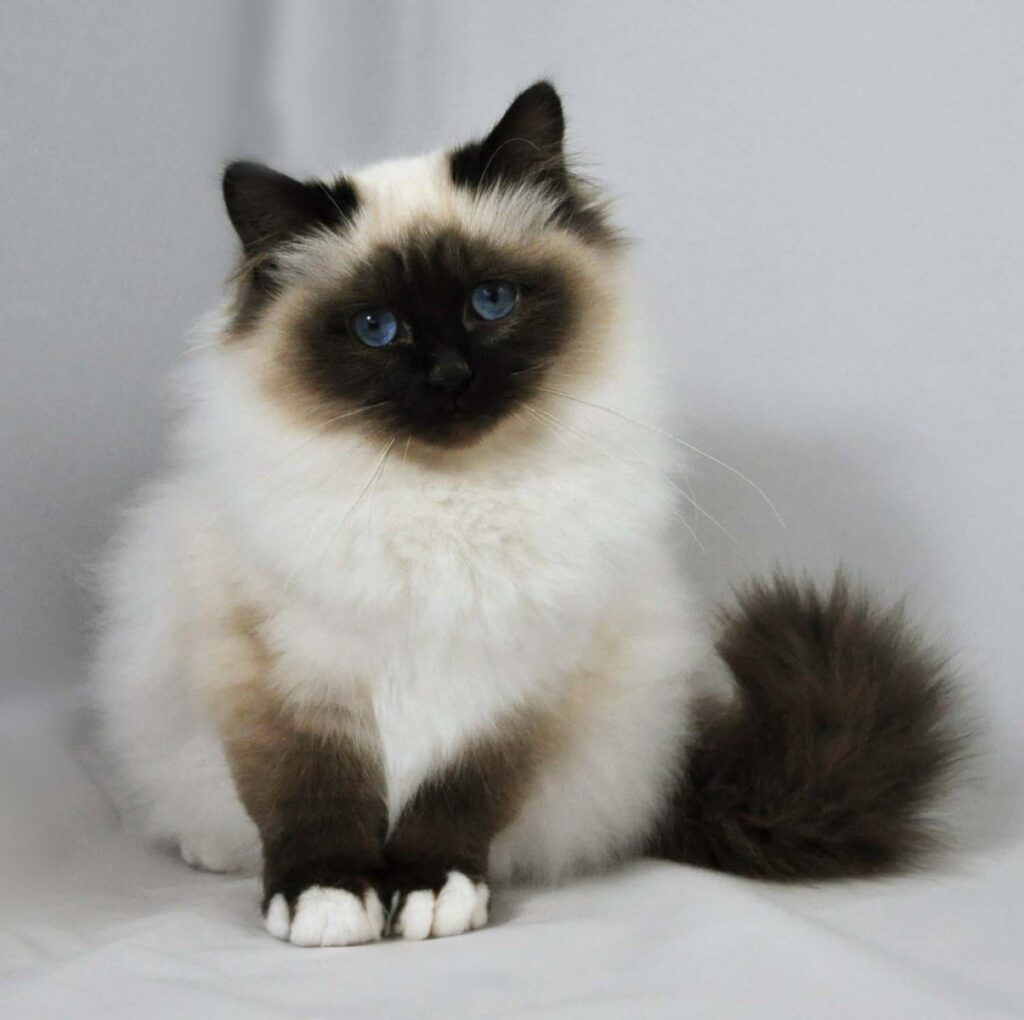 +50 Curiosidades del gato birmano ¡Un gato legendario!
