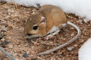 +65 Curiosidades de la rata canguro ¡Datos interesantes!