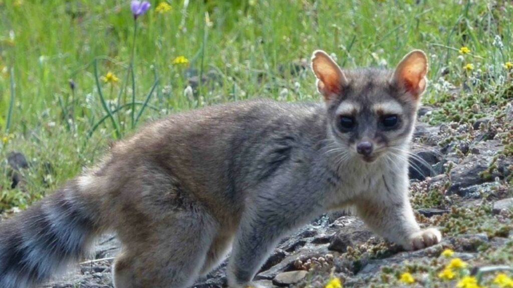 +64 Curiosidades del rintel ¡Un adorable mamifero!