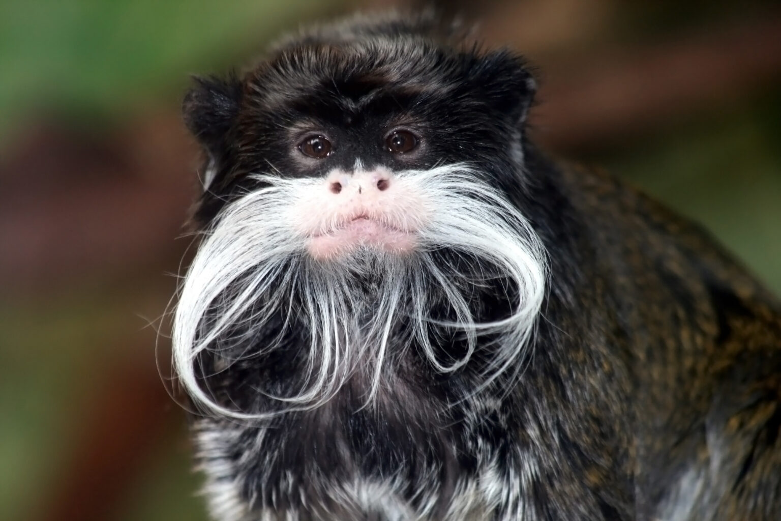 +25 Curiosidades de animales del Amazonas ¡DATOS DE INTERES!